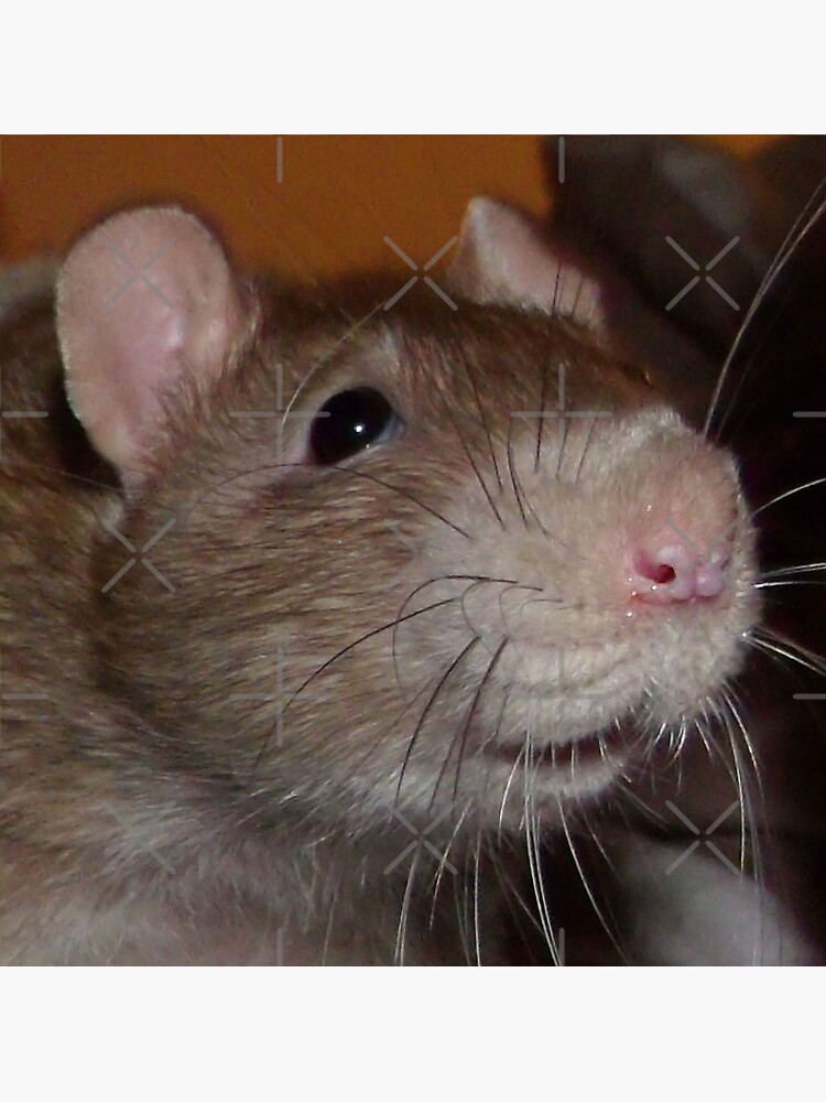 "rat laughing" Sticker by mindgoop | Redbubble