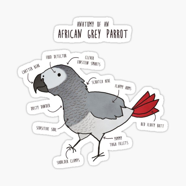 "Anatomy of an African Grey Parrot" Sticker for Sale by Psitta | Redbubble