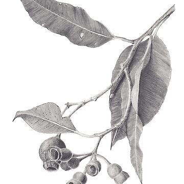 "Gum tree branch - graphite pencil" Framed Art Print for Sale by ...
