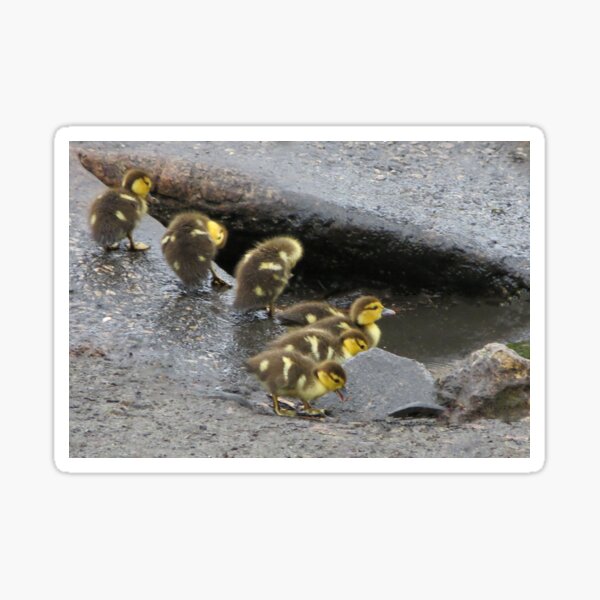 "Trench Life" Sticker for Sale by posyrosie | Redbubble