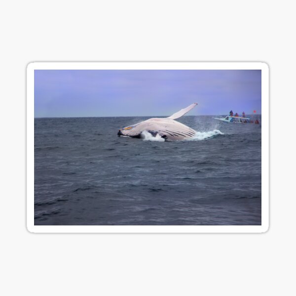 "Humpback Whale Breaching Near Puerto Lopez, Ecuador II" Sticker for ...