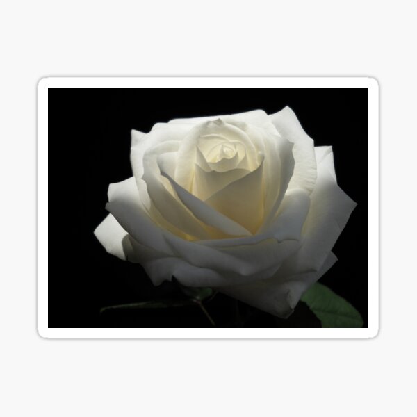 "White White Rose" Sticker by Vitta | Redbubble