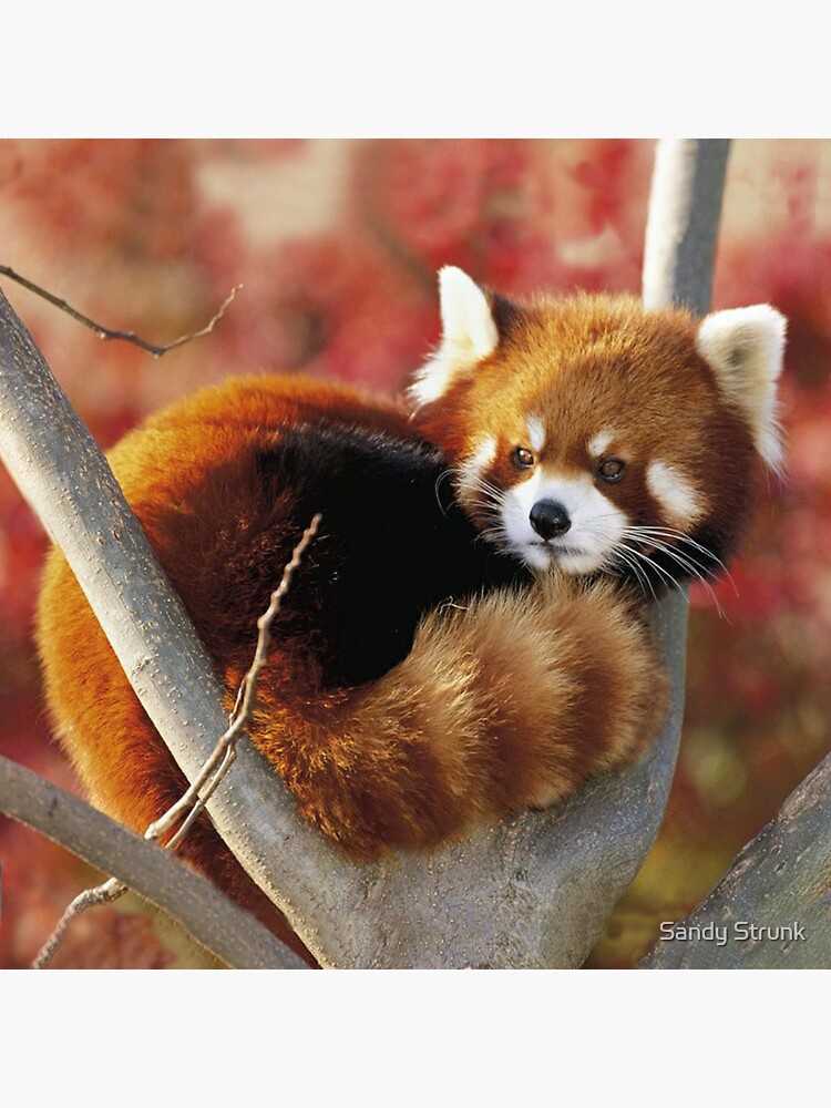 "Red Panda" Sticker for Sale by Sandy Strunk | Redbubble