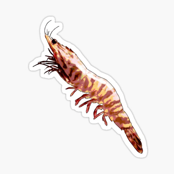 Shrimp Prawn Stickers | Redbubble