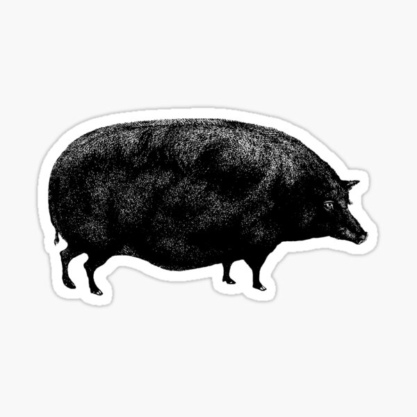 "Black Vintage Pig" Sticker by AntiqueImages | Redbubble