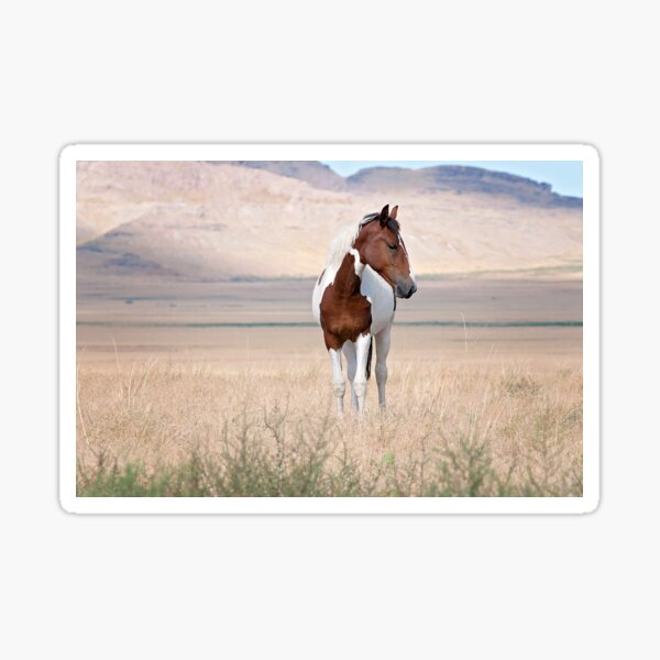 "Twilight Pinto " Sticker for Sale by Kellith | Redbubble