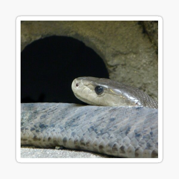 "Black Mamba" Sticker by Faybells | Redbubble