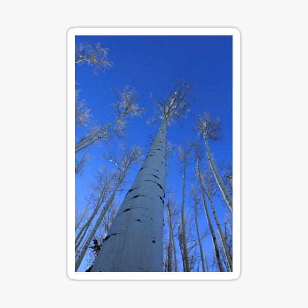 "Aspen Trees, Aspen, Colorado" Sticker for Sale by glockr6 | Redbubble