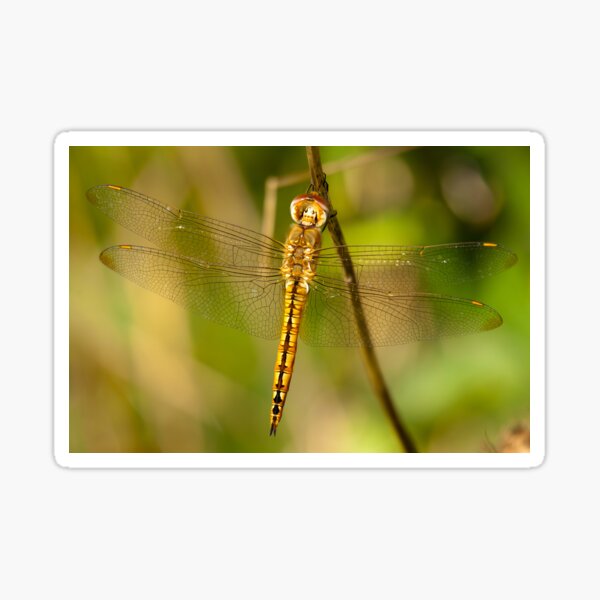 "Hanging Tough" Sticker by EugeJ | Redbubble