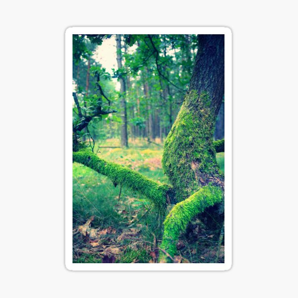 "oak with moss" Sticker by novopics | Redbubble
