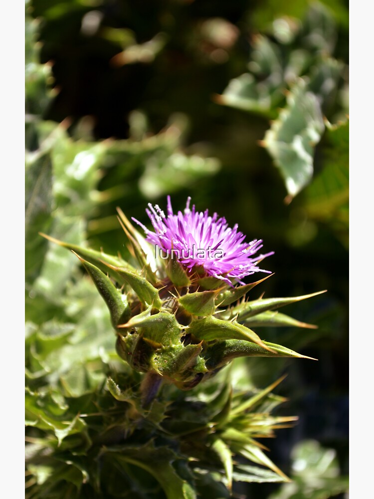 "Thistle" Sticker by lunulata | Redbubble