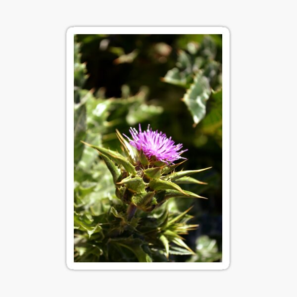 "Thistle" Sticker by lunulata | Redbubble