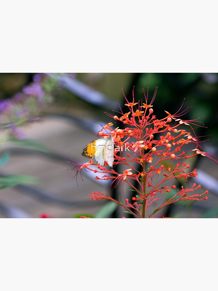 "Butterfly Orange Icee" Sticker by hmclark | Redbubble