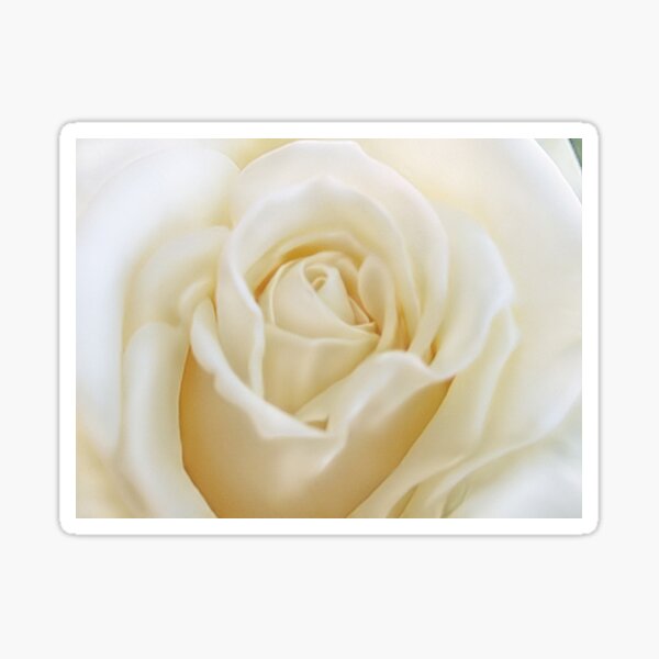 "white rose" Sticker by ywill | Redbubble