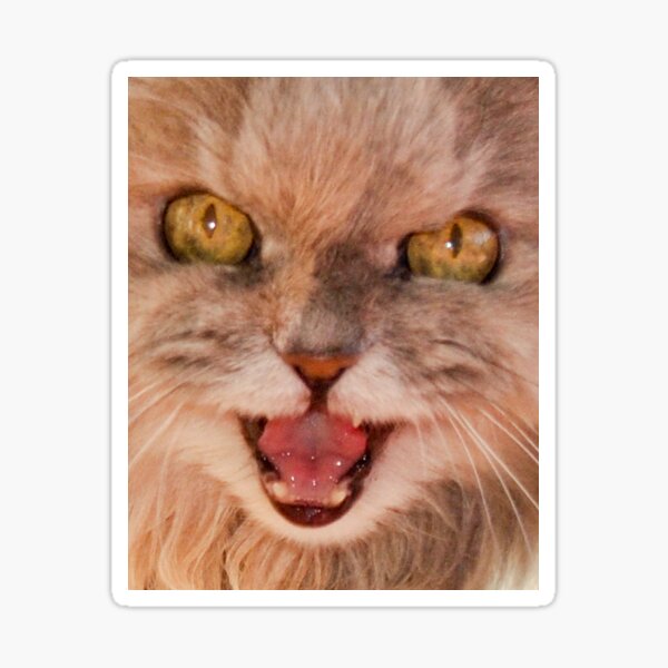 "Angry Cat" Sticker for Sale by Studio-one | Redbubble