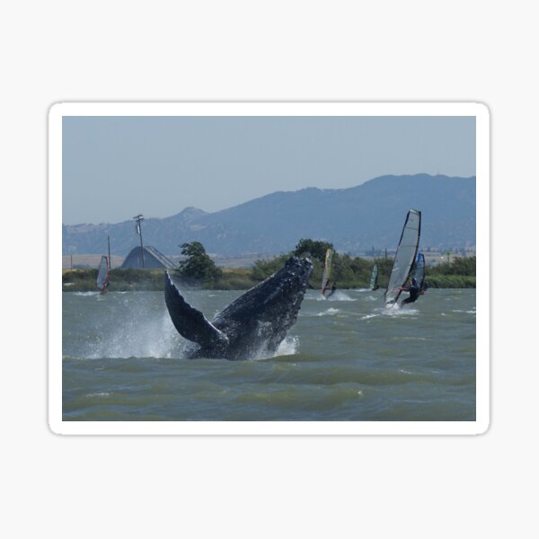 "Humpback Whale Breaching by Windsurfers" Sticker for Sale by ...
