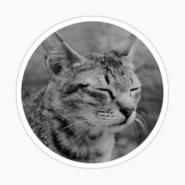"Josh The Cat" Sticker for Sale by sittingdowntype | Redbubble