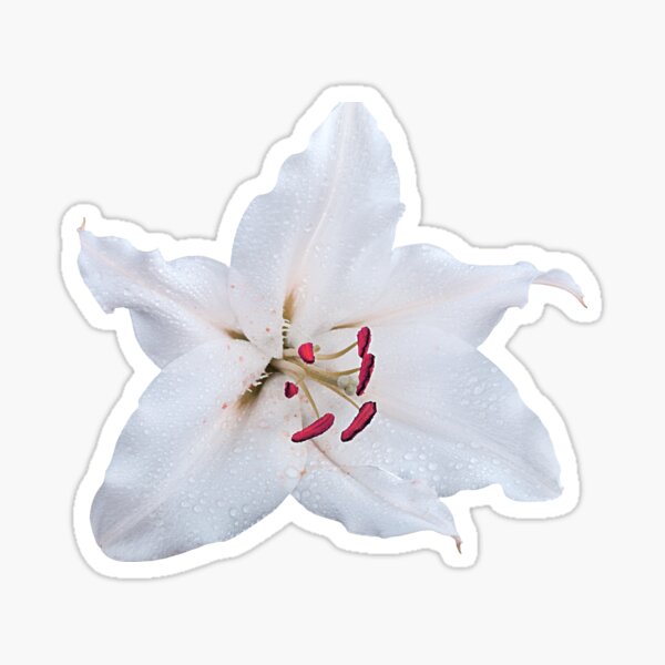 "WHITE FLOWER" Sticker by afremovartist | Redbubble