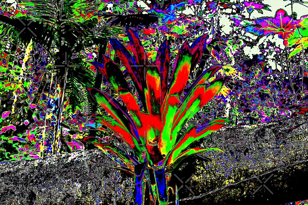 "The Bromeliad plant on top of boulder - El Yunque rainforest PR" by ...