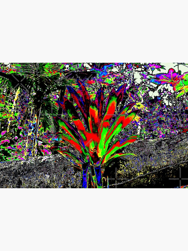 "The Bromeliad plant on top of boulder - El Yunque rainforest PR ...