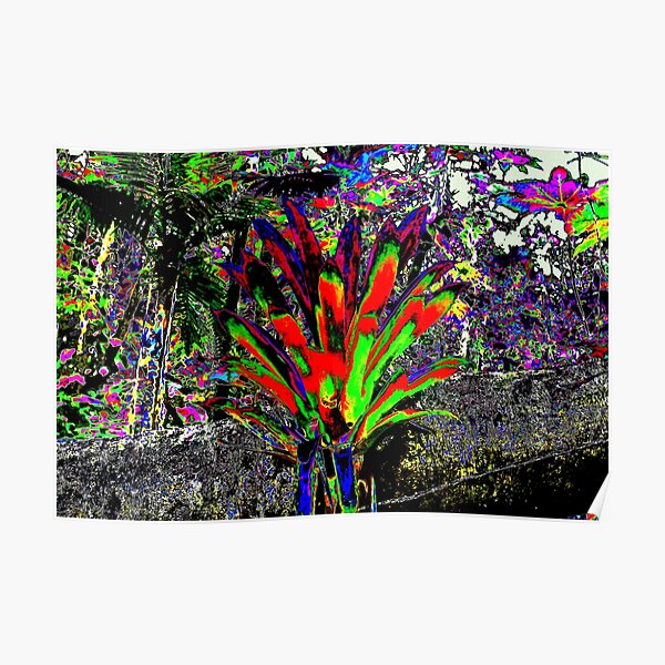 "The Bromeliad plant on top of boulder - El Yunque rainforest PR ...