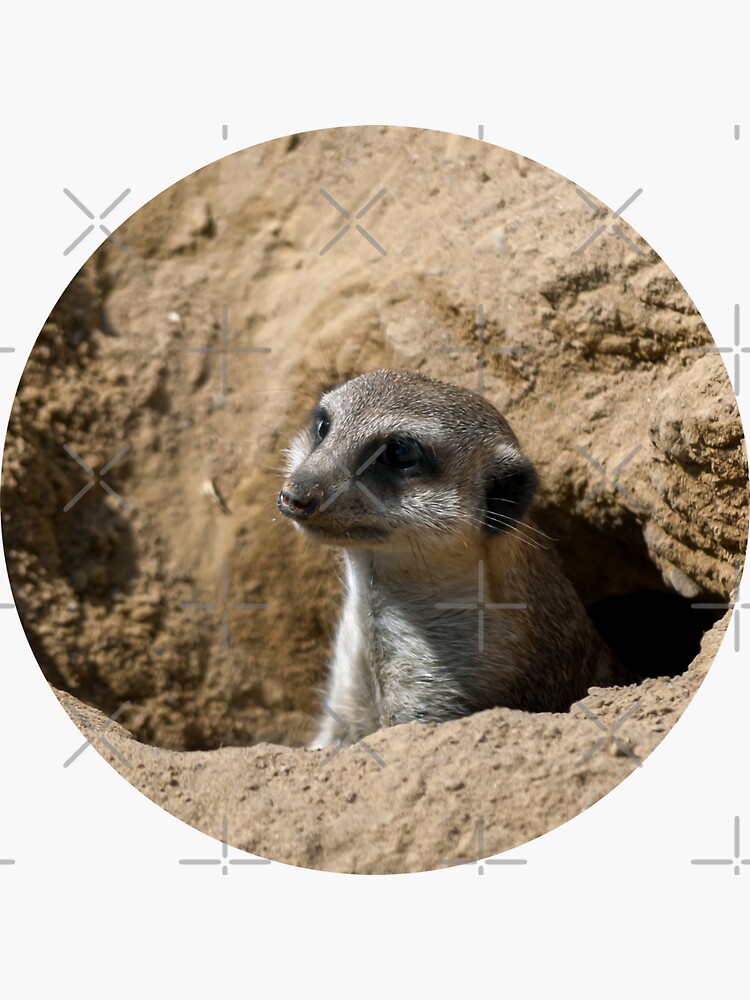 "Meerkat" Sticker for Sale by Vac1 | Redbubble
