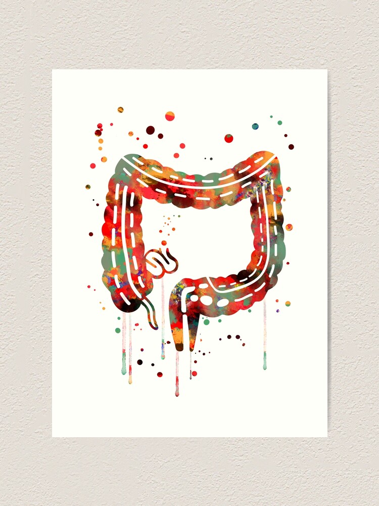 Lámina artística «Tracto gastrointestinal inferior, sistema digestivo ...