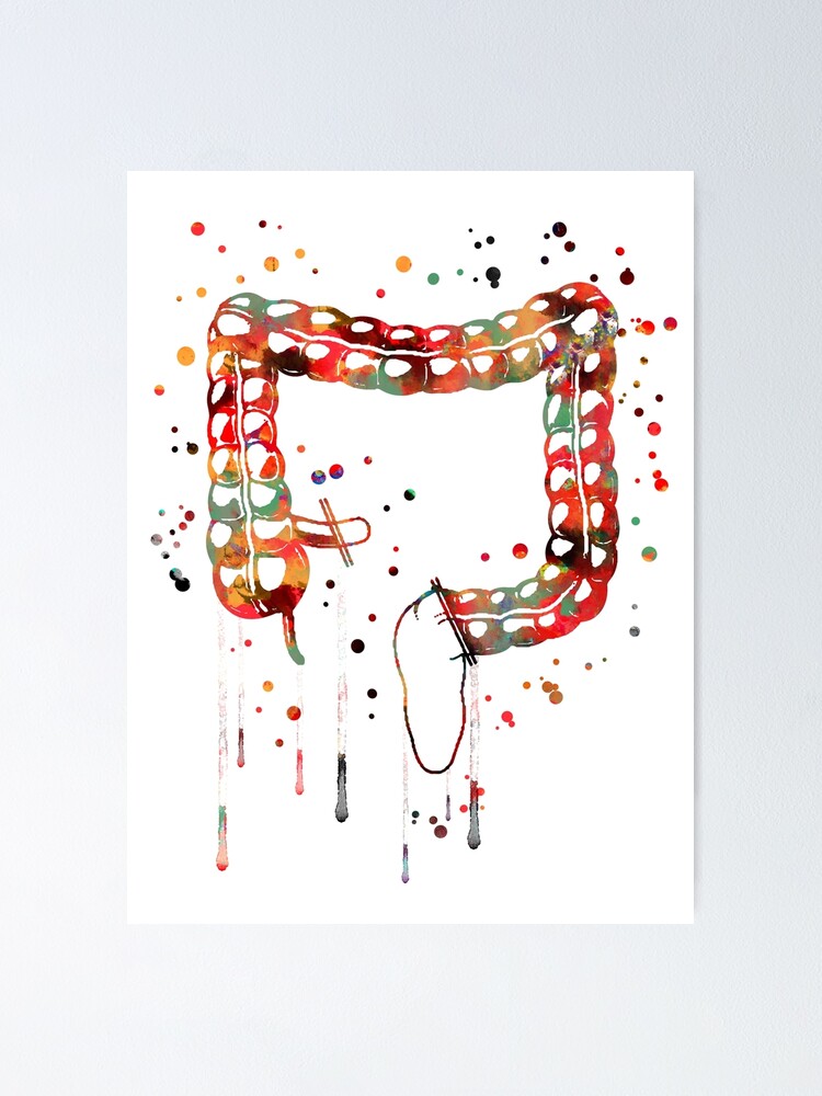 Póster «Tracto gastrointestinal inferior, sistema digestivo estómago ...