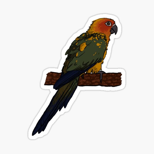 "Sun conure fledgeling" Sticker for Sale by DeBree420 | Redbubble