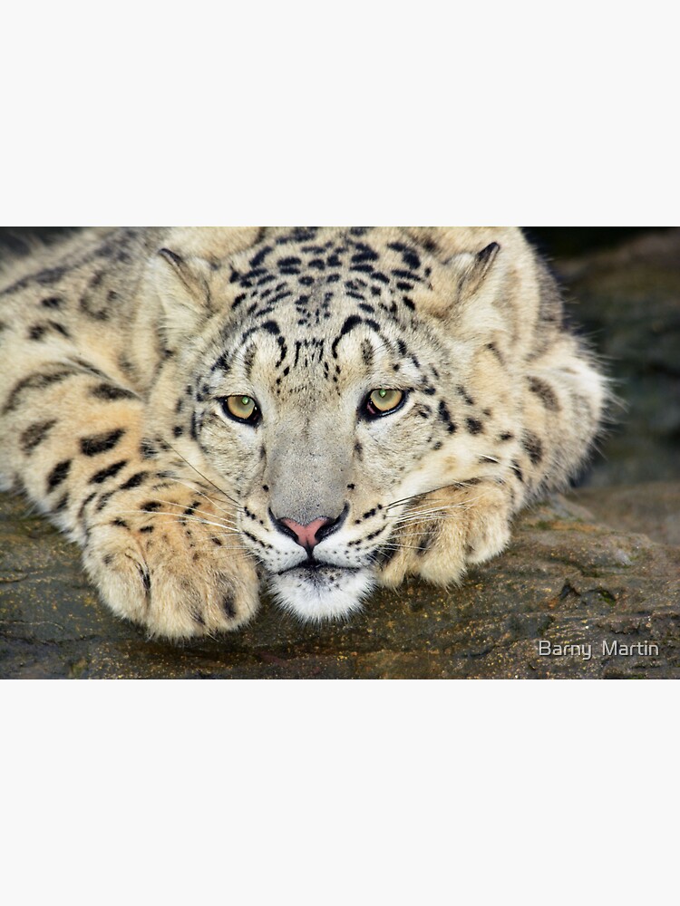 "Snow leopard " Sticker for Sale by barnymartin | Redbubble