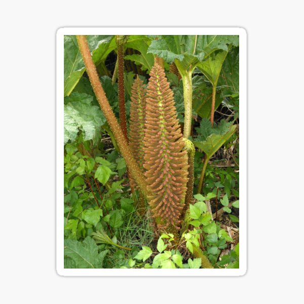 "Giant Rhubarb" Sticker for Sale by MidnightMelody | Redbubble