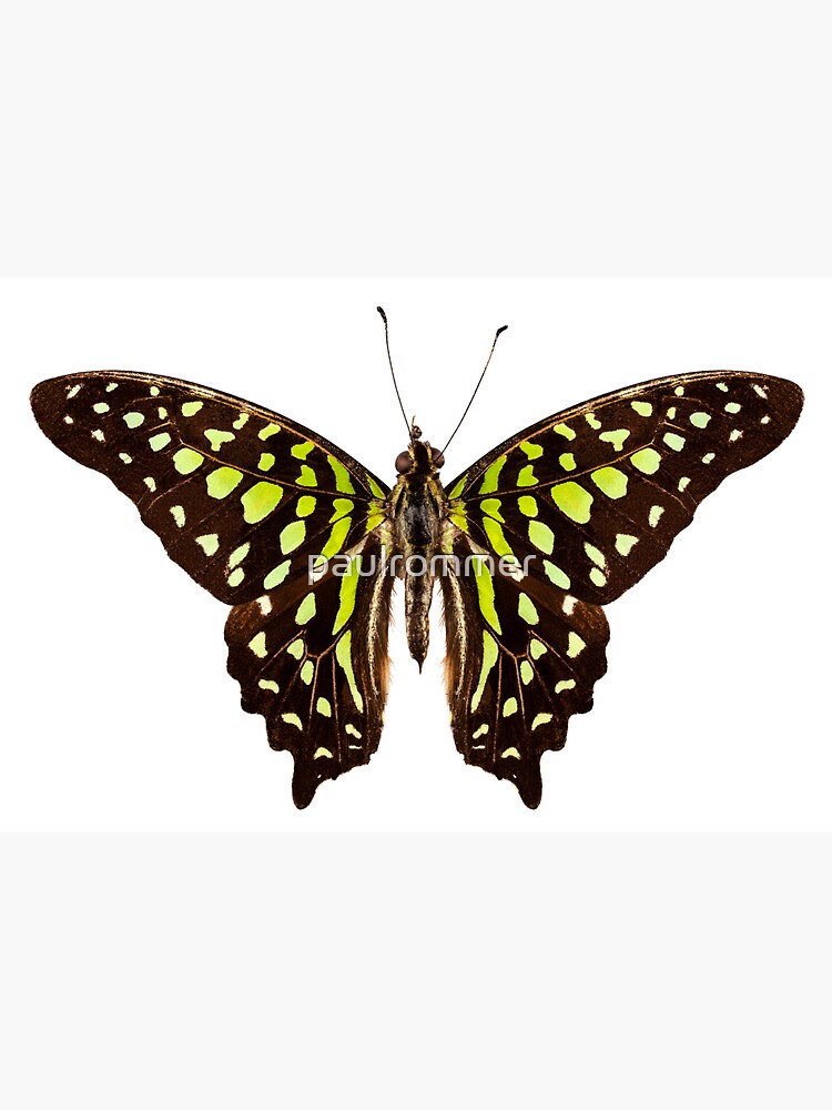 "Butterfly species Graphium agamemnon "Tailed Jay"" Sticker for Sale by ...