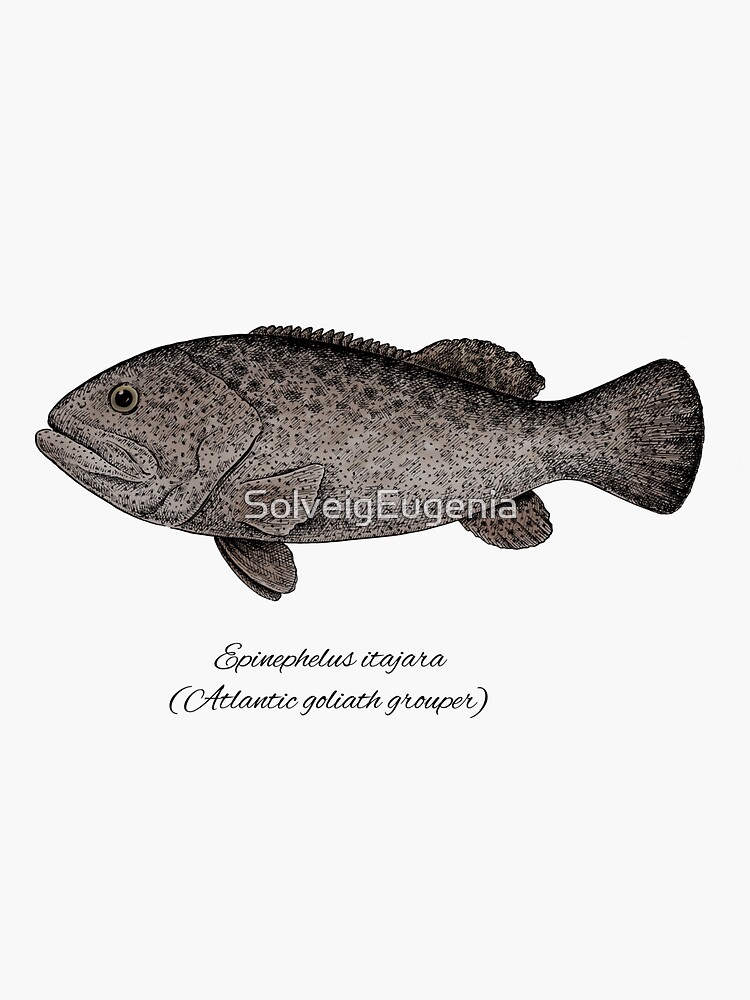 "Grouper goliath" Sticker by SolveigEugenia | Redbubble