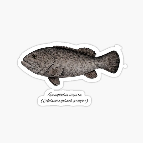 "Grouper goliath" Sticker by SolveigEugenia | Redbubble
