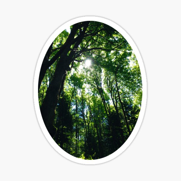 "Canopy" Sticker by AjDreamCraft | Redbubble