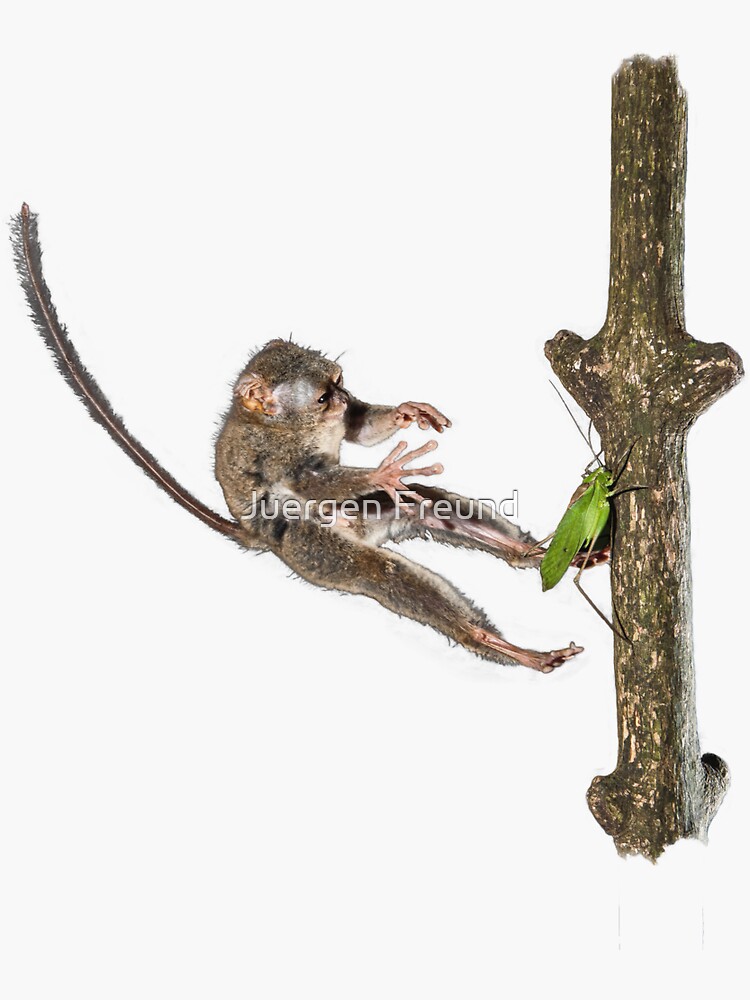 "Tarsier Hunting" Sticker for Sale by Juergen Freund | Redbubble