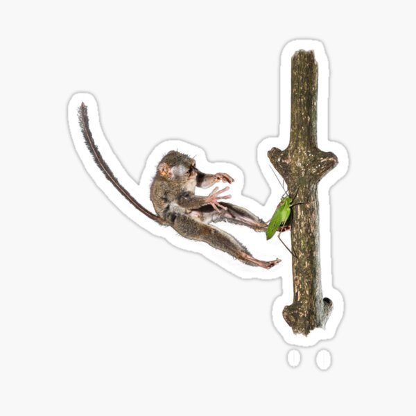 "Tarsier Hunting" Sticker for Sale by Juergen Freund | Redbubble