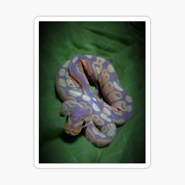 "Banana ball python" Sticker by dragongirl222 | Redbubble