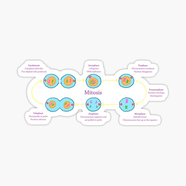 Mitosis Stickers | Redbubble