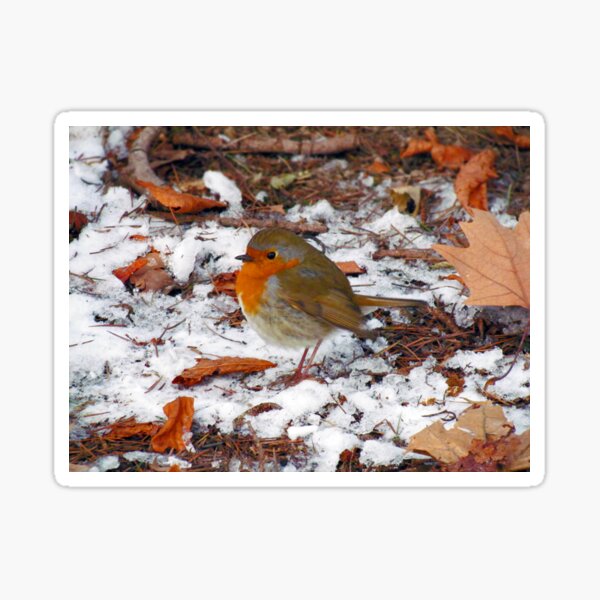 "Robin" Sticker for Sale by Kallian | Redbubble