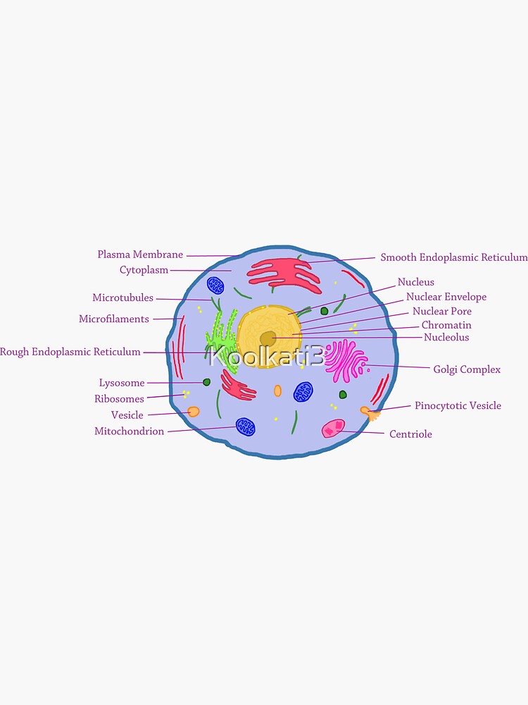 "Animal Cell" Sticker for Sale by Koolkati3 | Redbubble