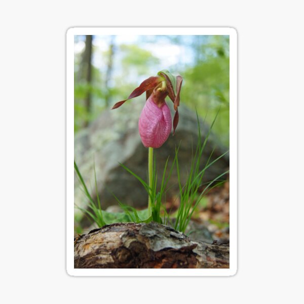 "Pink Lady" Sticker by JoeGeraci | Redbubble