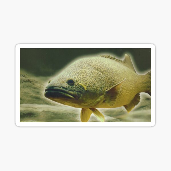 "Murray Cod" Sticker for Sale by ndarby1 | Redbubble