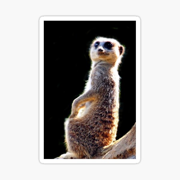 "Meer Cat" Sticker for Sale by Clive | Redbubble