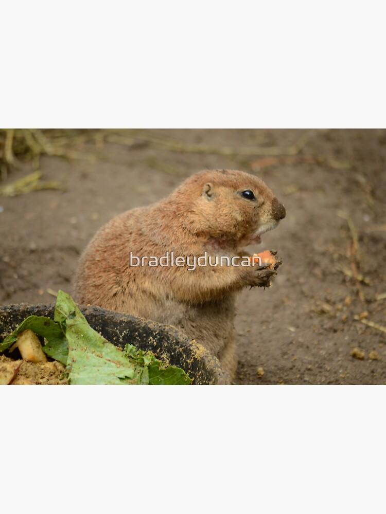 "Prairie Dog" Sticker for Sale by bradleyduncan | Redbubble