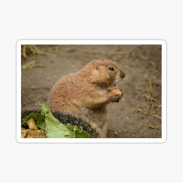 "Prairie Dog" Sticker for Sale by bradleyduncan | Redbubble