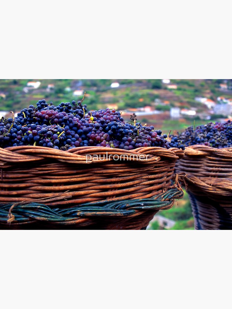 "Madeira Grapes" Sticker by paulrommer | Redbubble