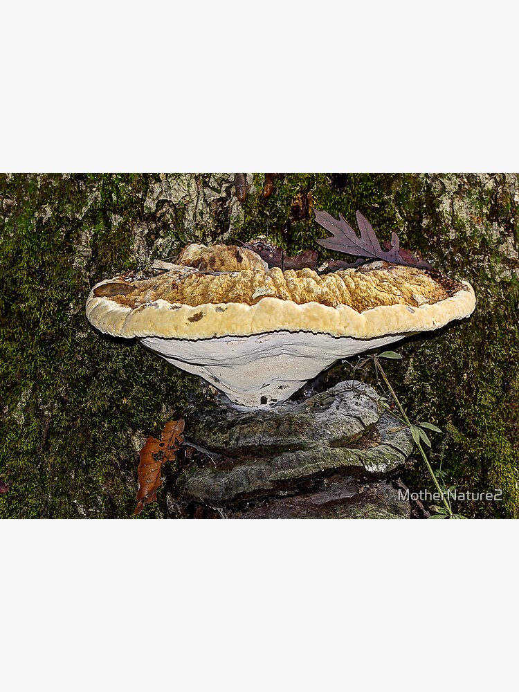 "Tearful Polypore - Inonotus Radiatus - Bracket Fungus" Sticker for ...