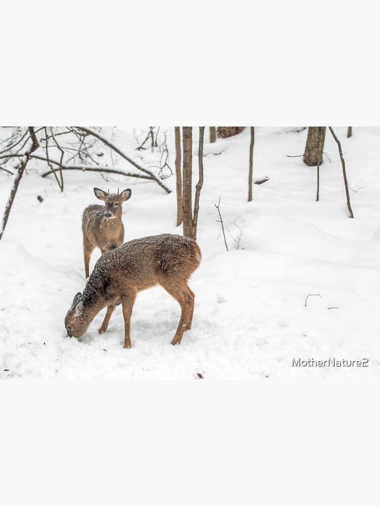 "Young Spike Buck and Doe Whitetail Deer In Snowy Woods" Sticker for ...