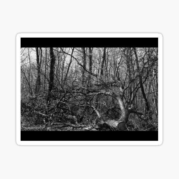 "Forest" Sticker for Sale by FantasticFox | Redbubble